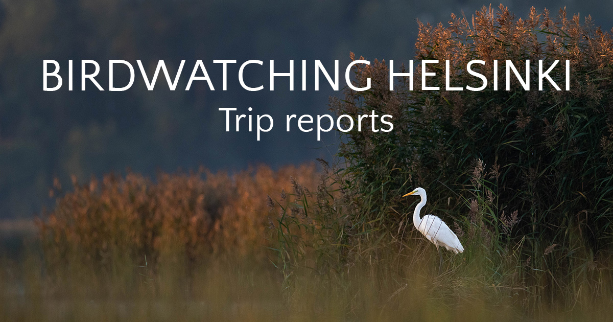 Trip reports - Birdwatching Helsinki